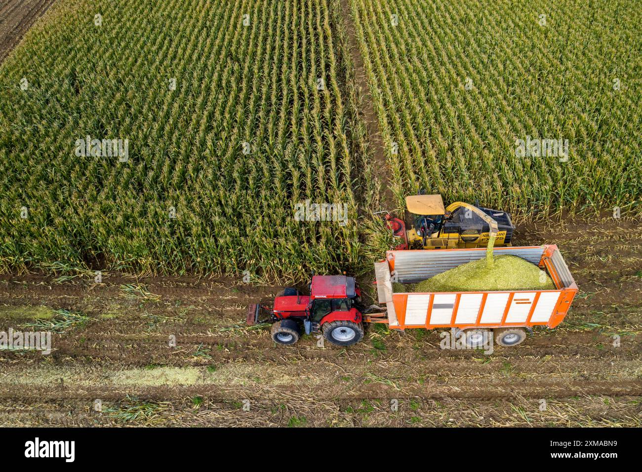 Maize harvest, combine harvester, chopper works its way through a maize ...