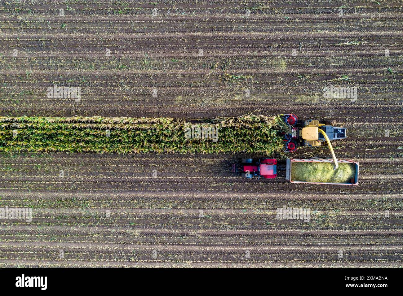 Maize harvest, combine harvester, chopper works its way through a maize ...