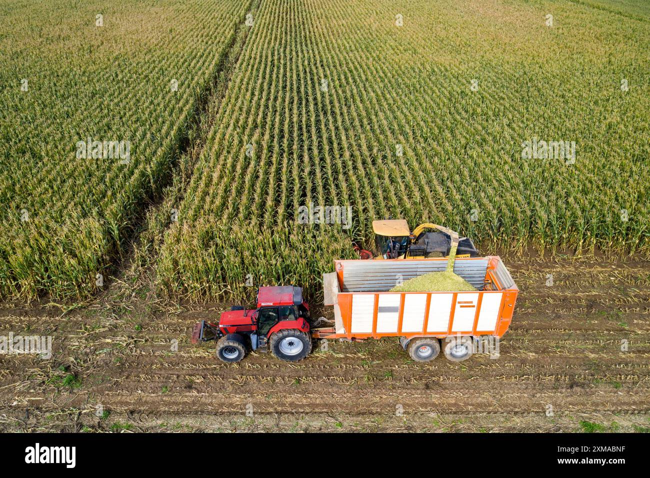 Maize harvest, combine harvester, chopper works its way through a maize ...