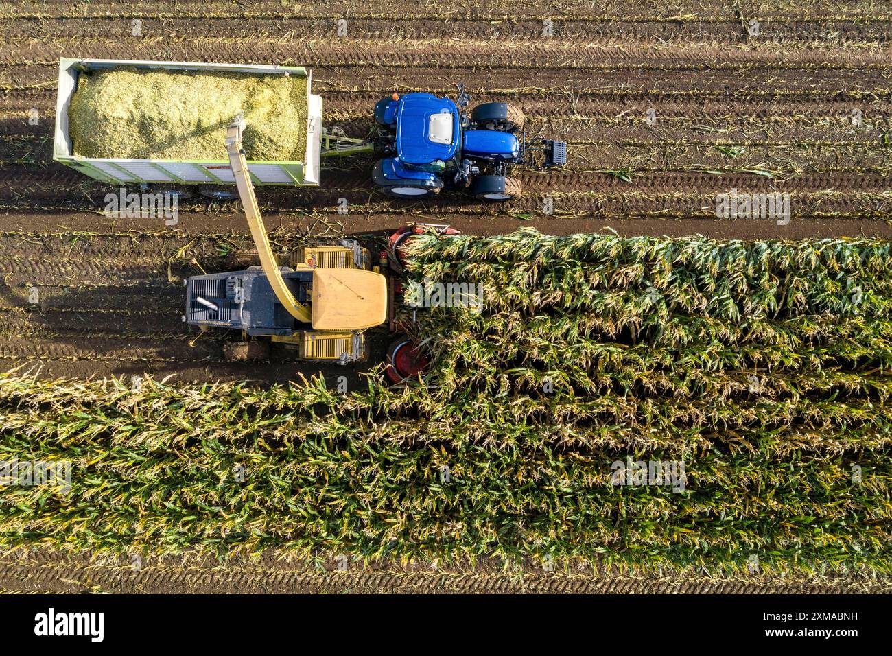 Maize harvest, combine harvester, chopper works its way through a maize ...