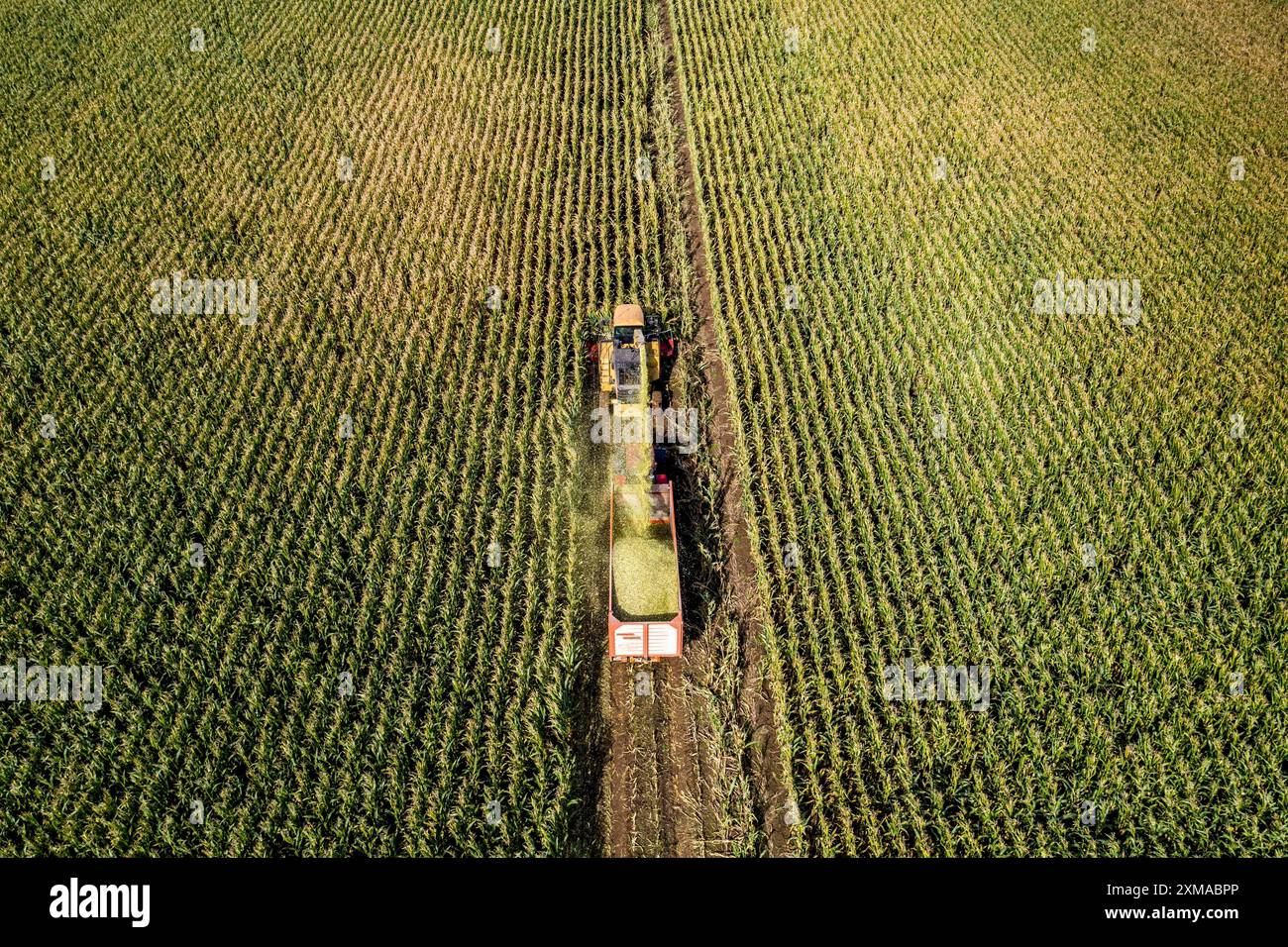Maize harvest, combine harvester, chopper works its way through a maize ...