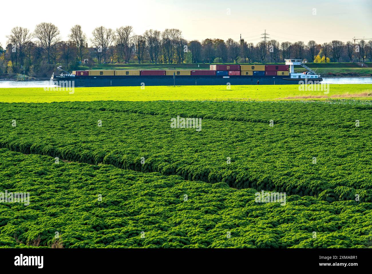 Kale field, growing area in the south of Duesseldorf, Volmerswerth ...
