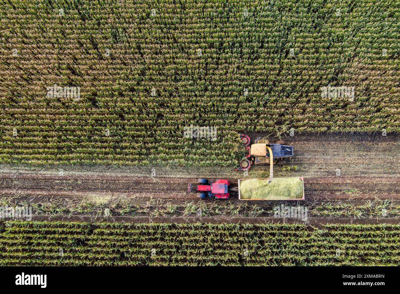 Maize harvest, combine harvester, chopper works its way through a maize ...