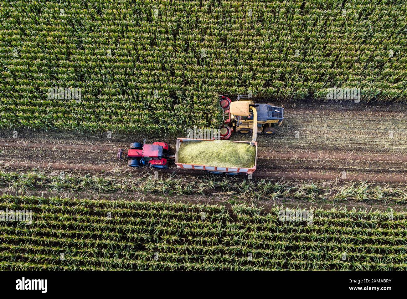 Maize harvest, combine harvester, chopper works its way through a maize ...