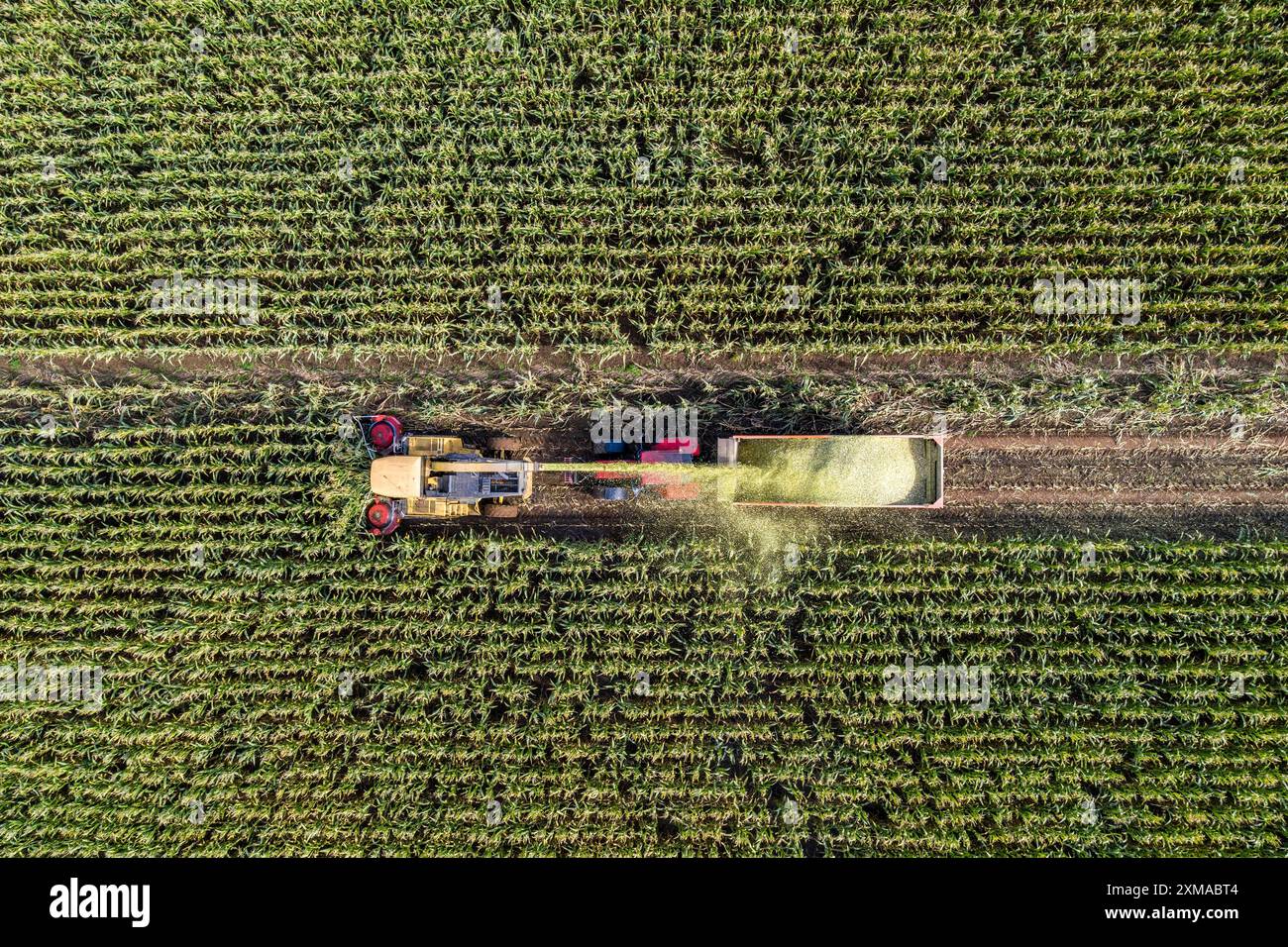 Maize harvest, combine harvester, chopper works its way through a maize ...