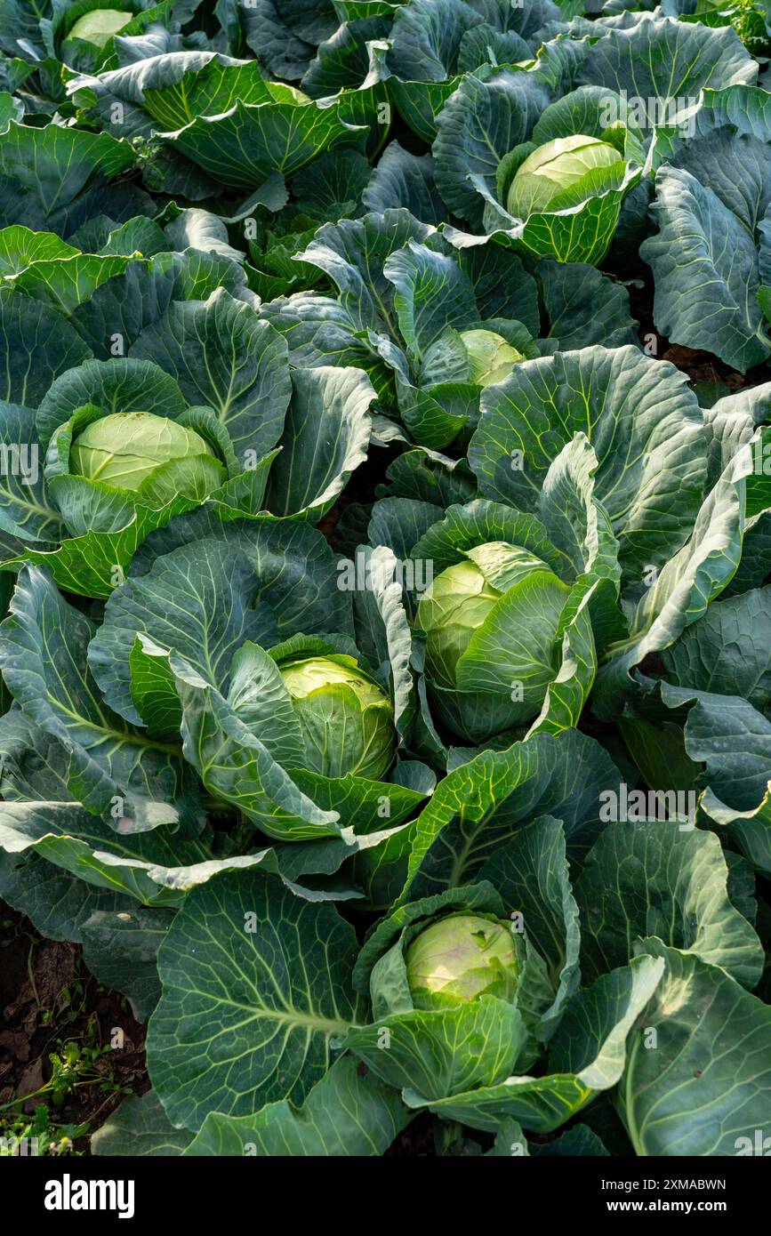 White cabbage field, growing area in the south of Duesseldorf ...
