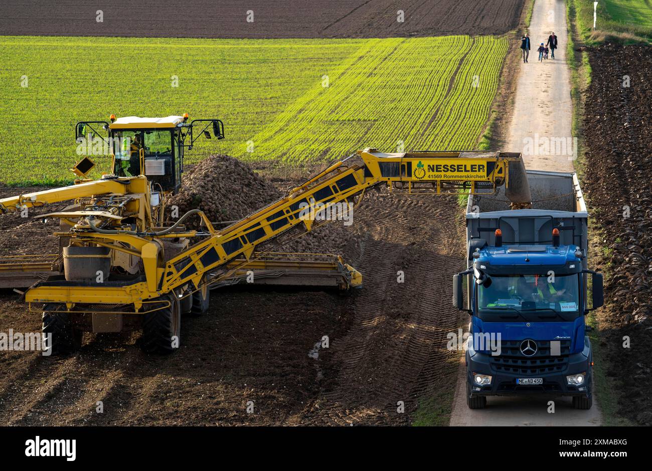 Sugar beet harvest, loading the harvested beet onto a lorry with a self ...