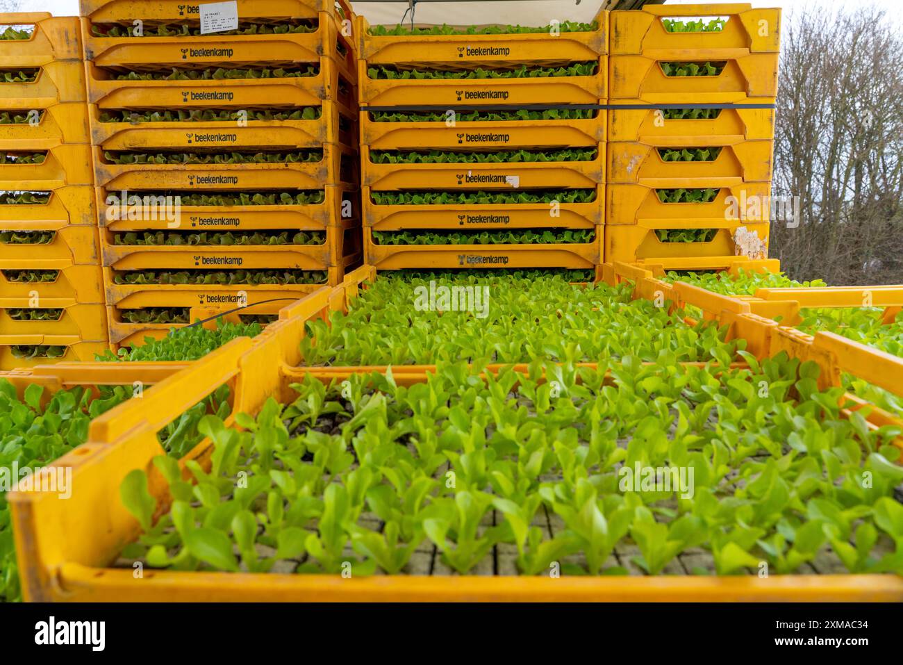 Lettuce plants, in press pots, they are planted in a field with a ...