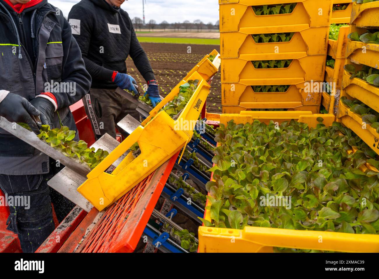 Lettuce plants, in press pots, they are planted in a field with a ...