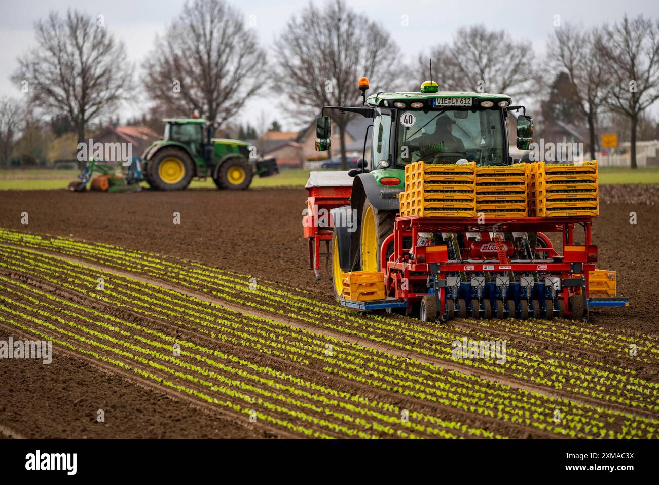 Lettuce plants, in press pots, they are planted in a field with a ...