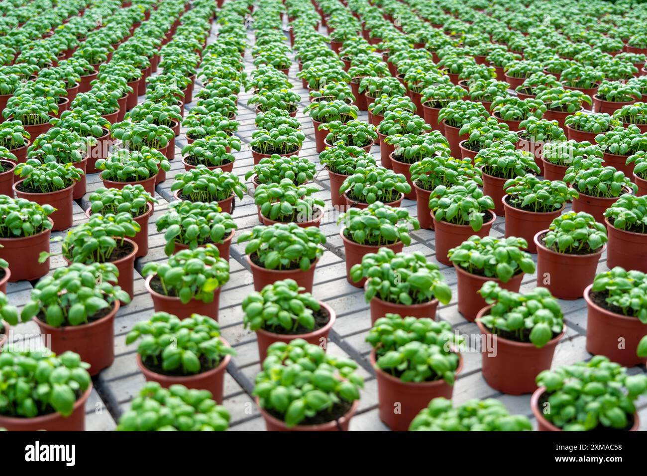 Agriculture, herb gardening, basil plants in pots, in various stages of ...