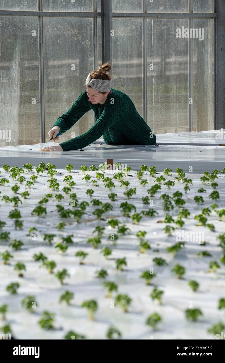 Agriculture, herb nursery, basil seedlings, growing in a greenhouse ...