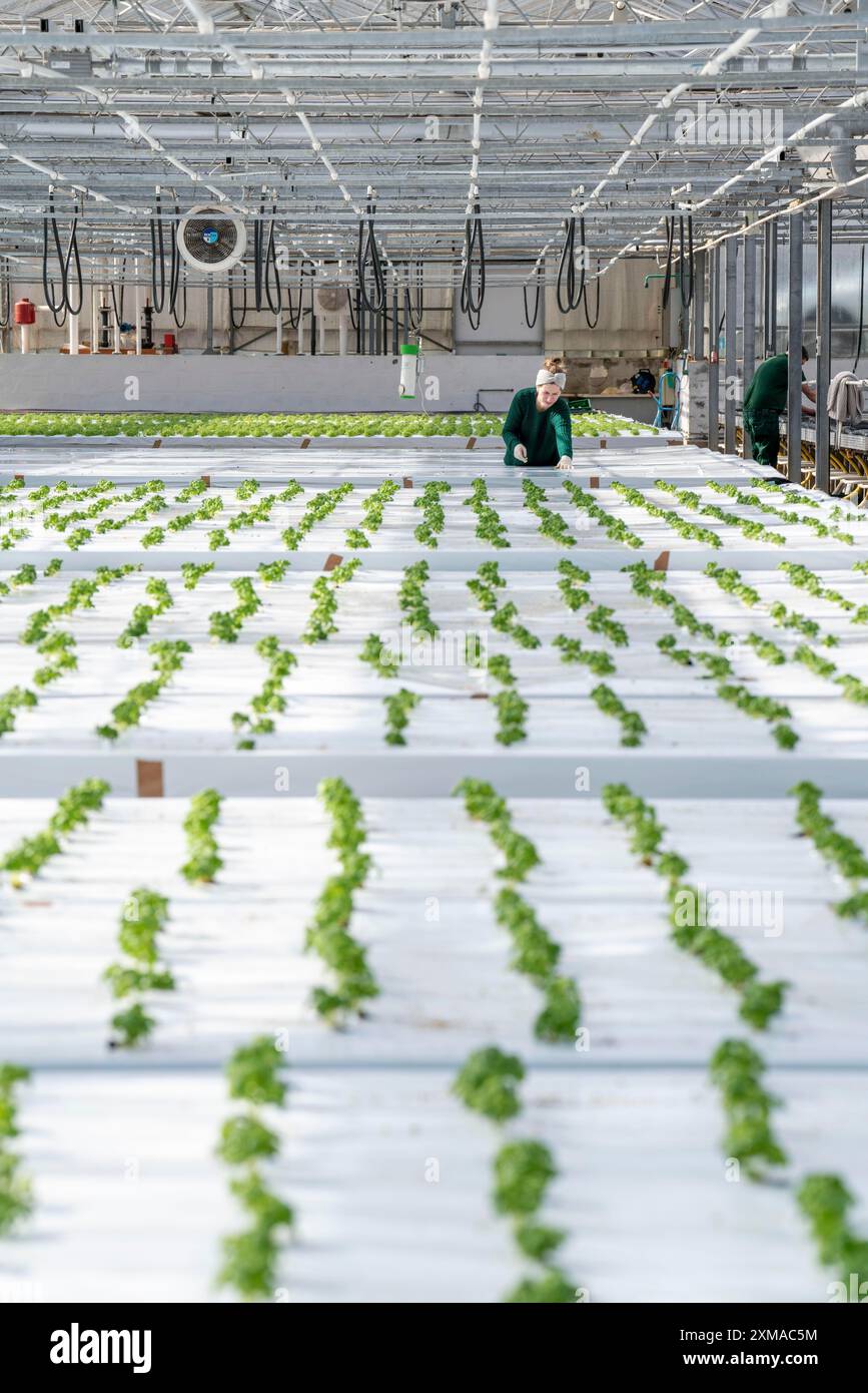 Agriculture, herb nursery, basil seedlings, growing in a greenhouse ...