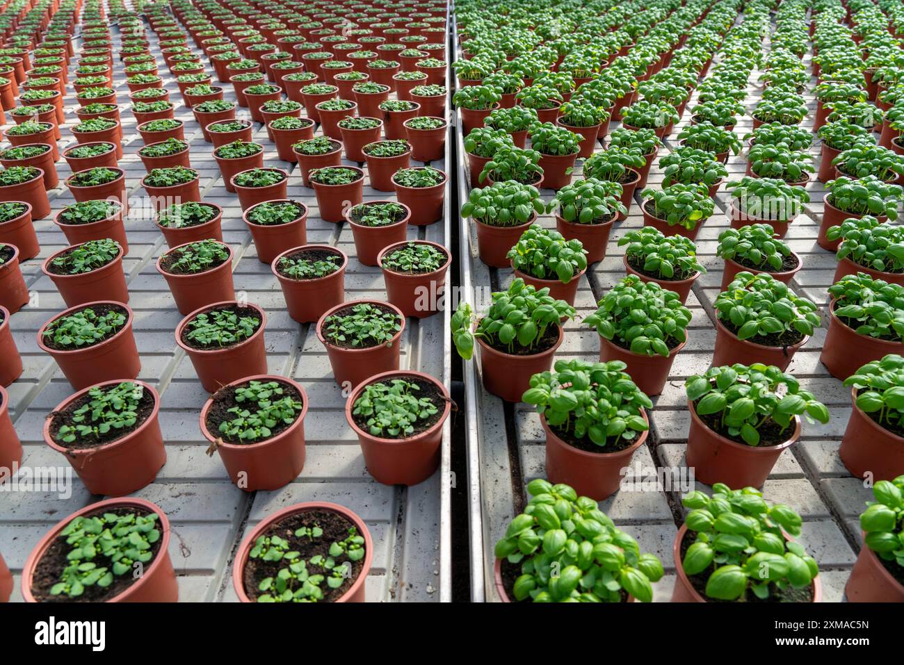 Agriculture, herb gardening, basil plants in pots, in various stages of ...