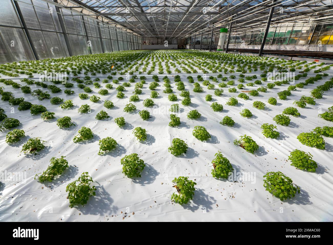 Agriculture, herb nursery, basil seedlings, growing in a greenhouse ...