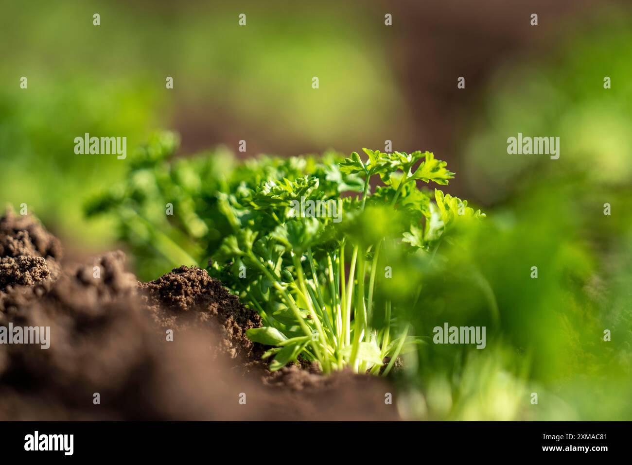 Agriculture, herb gardening, parsley plants, in a field, with a ...