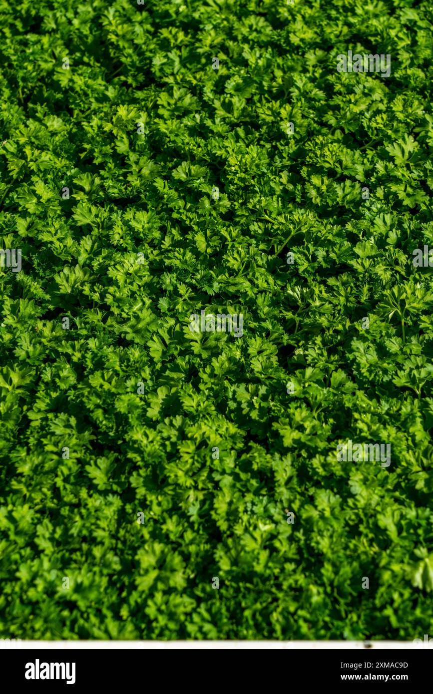 Parsley plants planted in box hi-res stock photography and images - Alamy