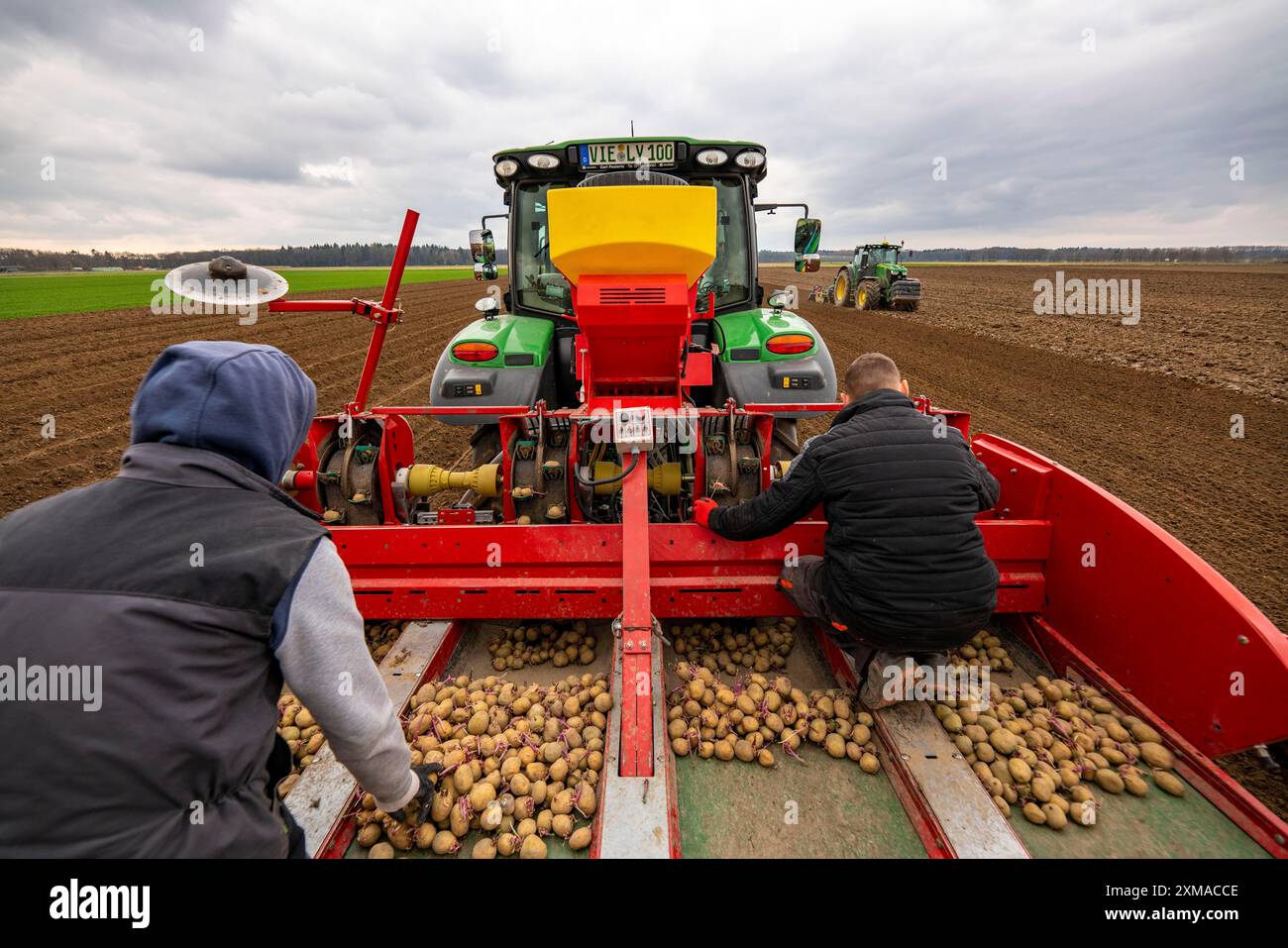 Early potatoes are laid in the soil of the field with a planting ...