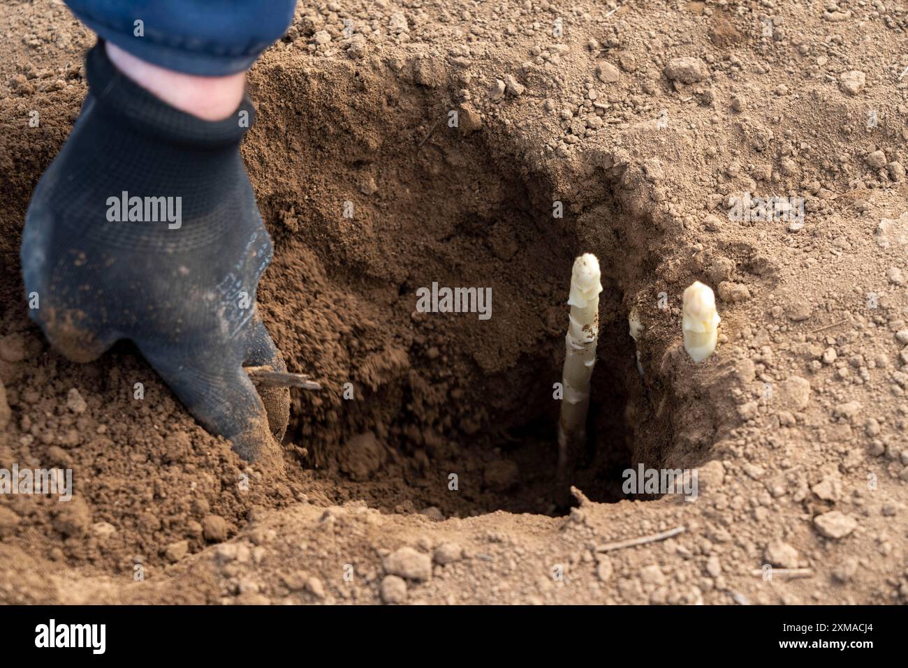 Asparagus harvest in the Rhineland, asparagus pickers at work in an ...