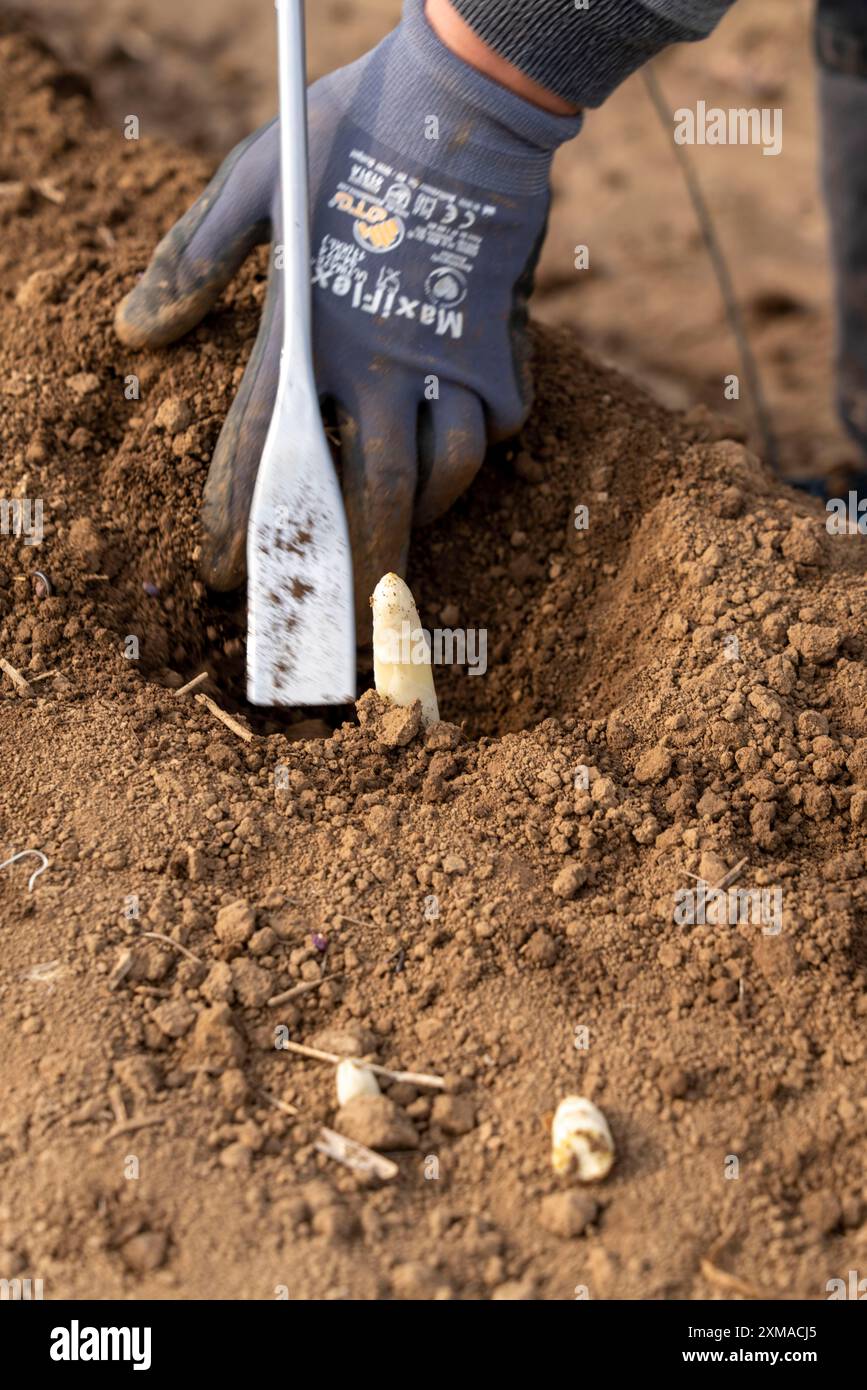 Asparagus harvest in the Rhineland, asparagus pickers at work in an ...
