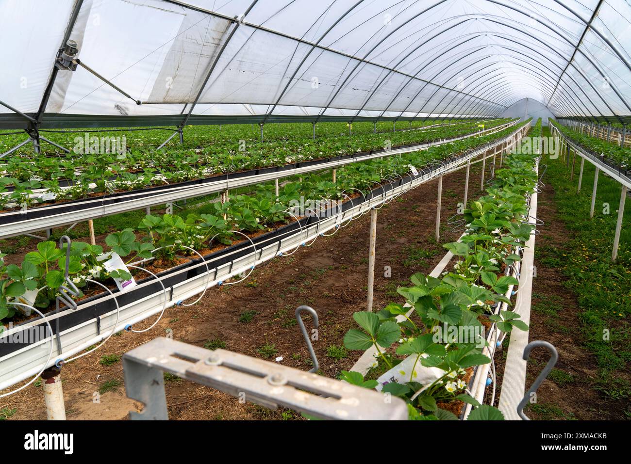 Strawberry cultivation in a greenhouse, young strawberry plants grow up ...