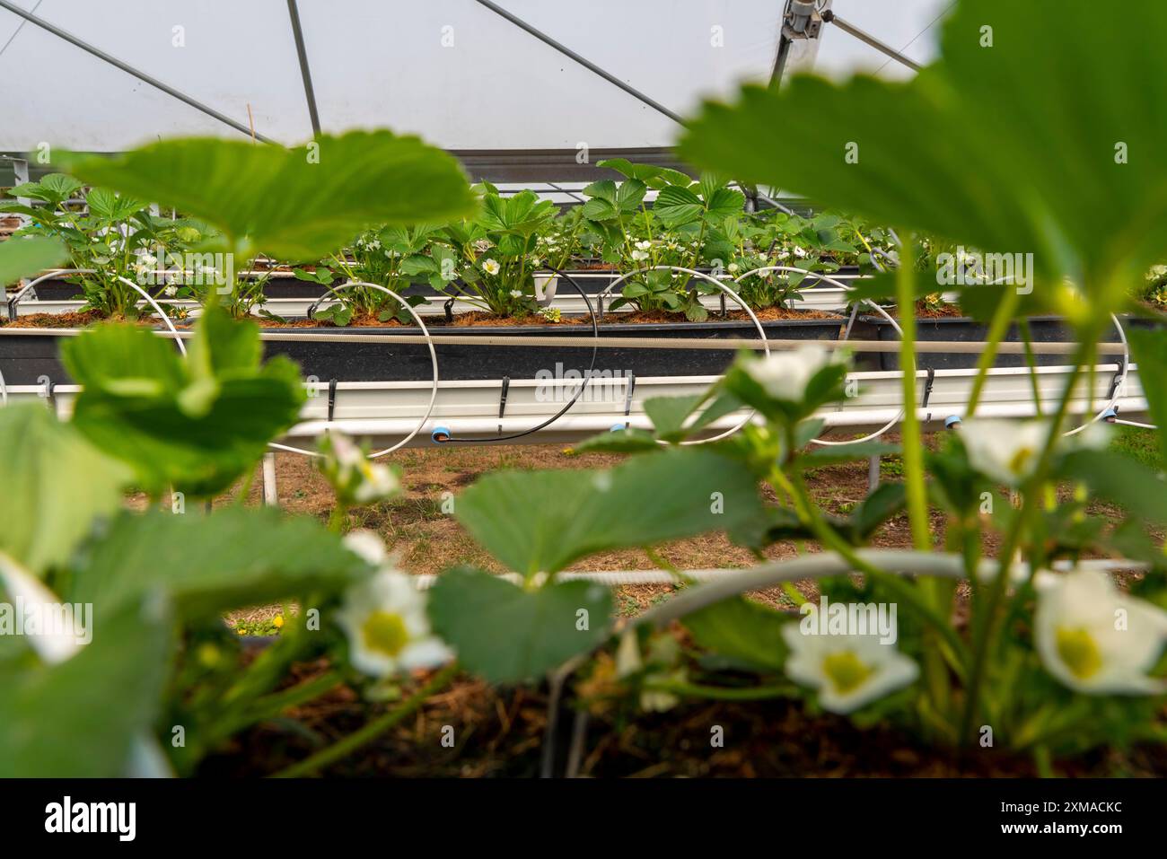 Drip irrigation hi-res stock photography and images - Alamy