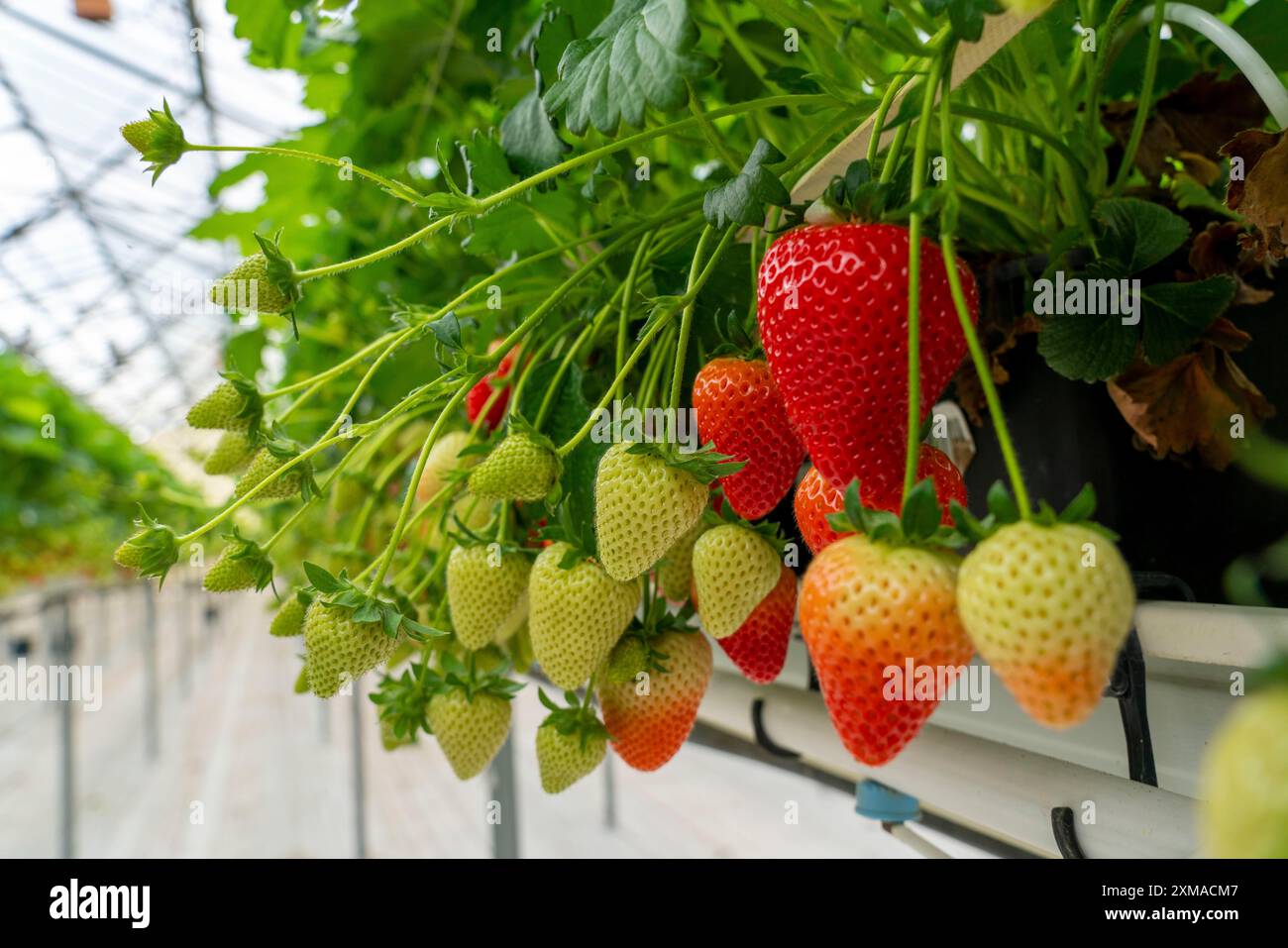 Strawberry cultivation in a greenhouse, strawberry plants with berries ...
