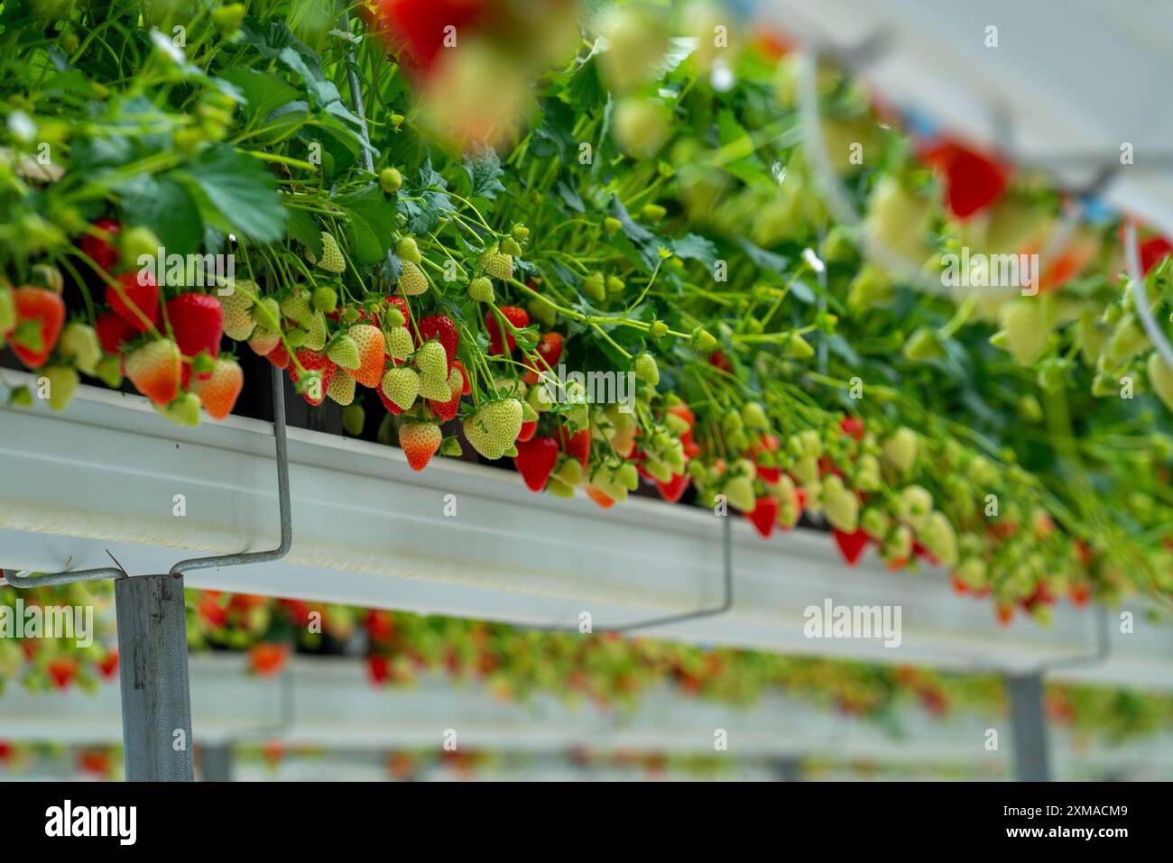 Strawberry cultivation in a greenhouse, strawberry plants with berries ...