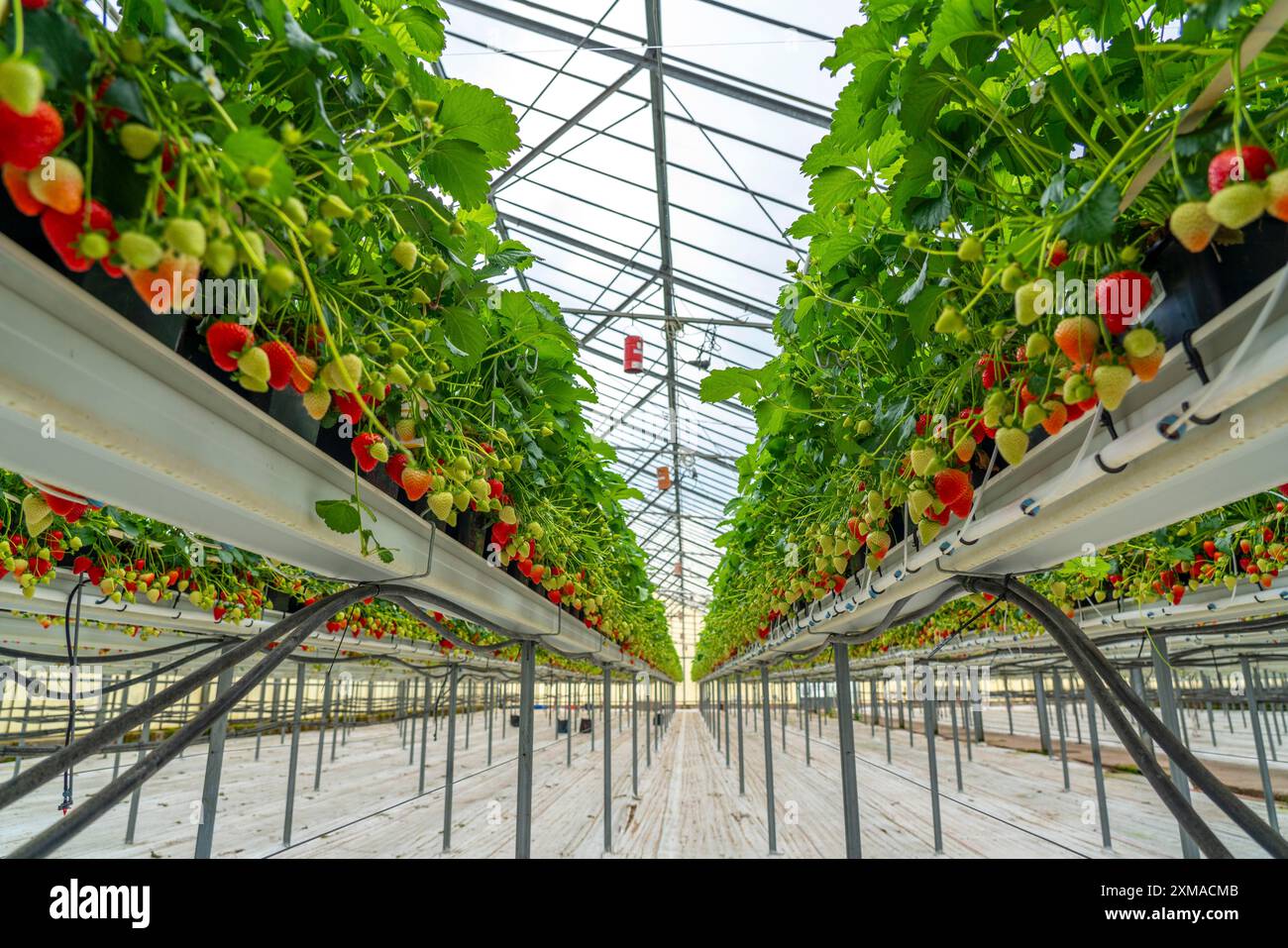 Strawberry cultivation in a greenhouse, strawberry plants with berries ...