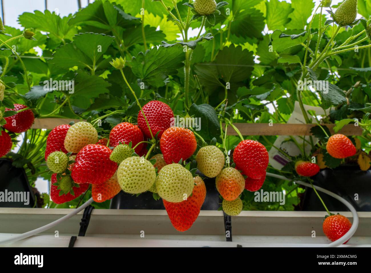 Strawberry cultivation in a greenhouse, strawberry plants with berries ...