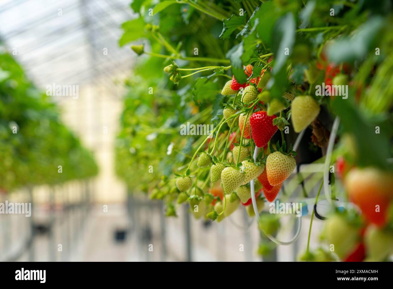 Strawberry cultivation in a greenhouse, strawberry plants with berries ...