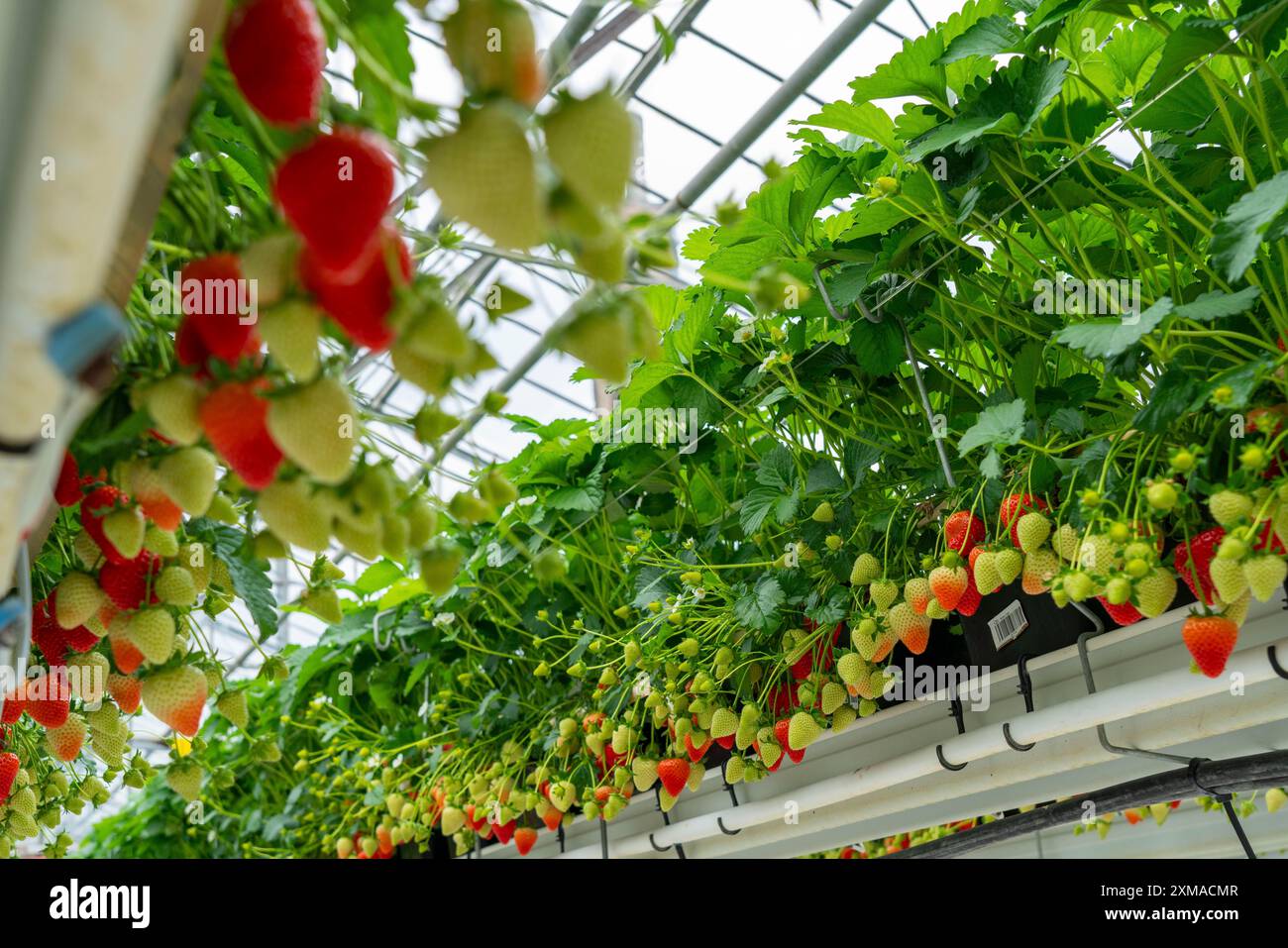 Strawberry cultivation in a greenhouse, strawberry plants with berries ...