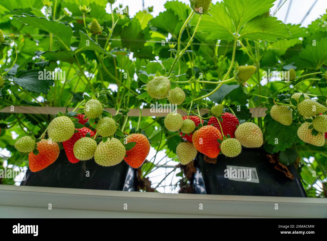Strawberry cultivation in a greenhouse, strawberry plants with berries ...