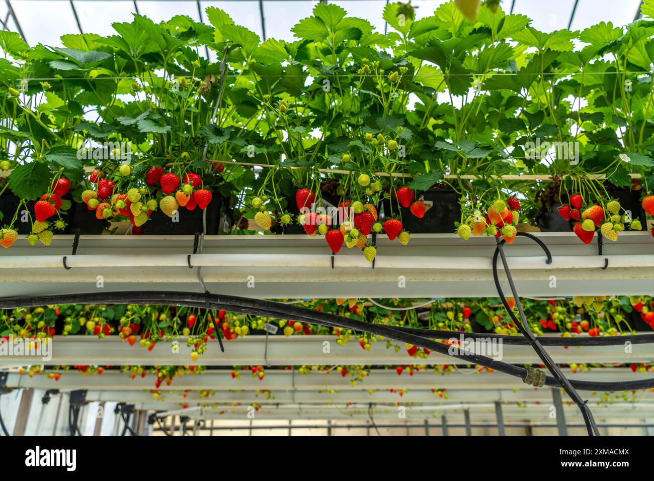 Strawberry cultivation in a greenhouse, strawberry plants with berries ...