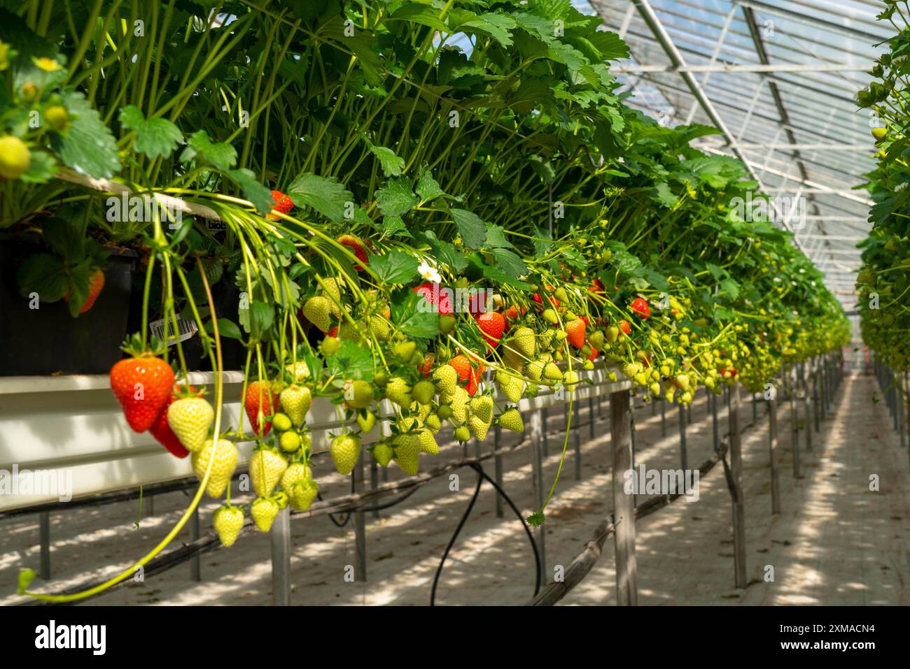 Strawberry cultivation in a greenhouse, young strawberry plants are ...