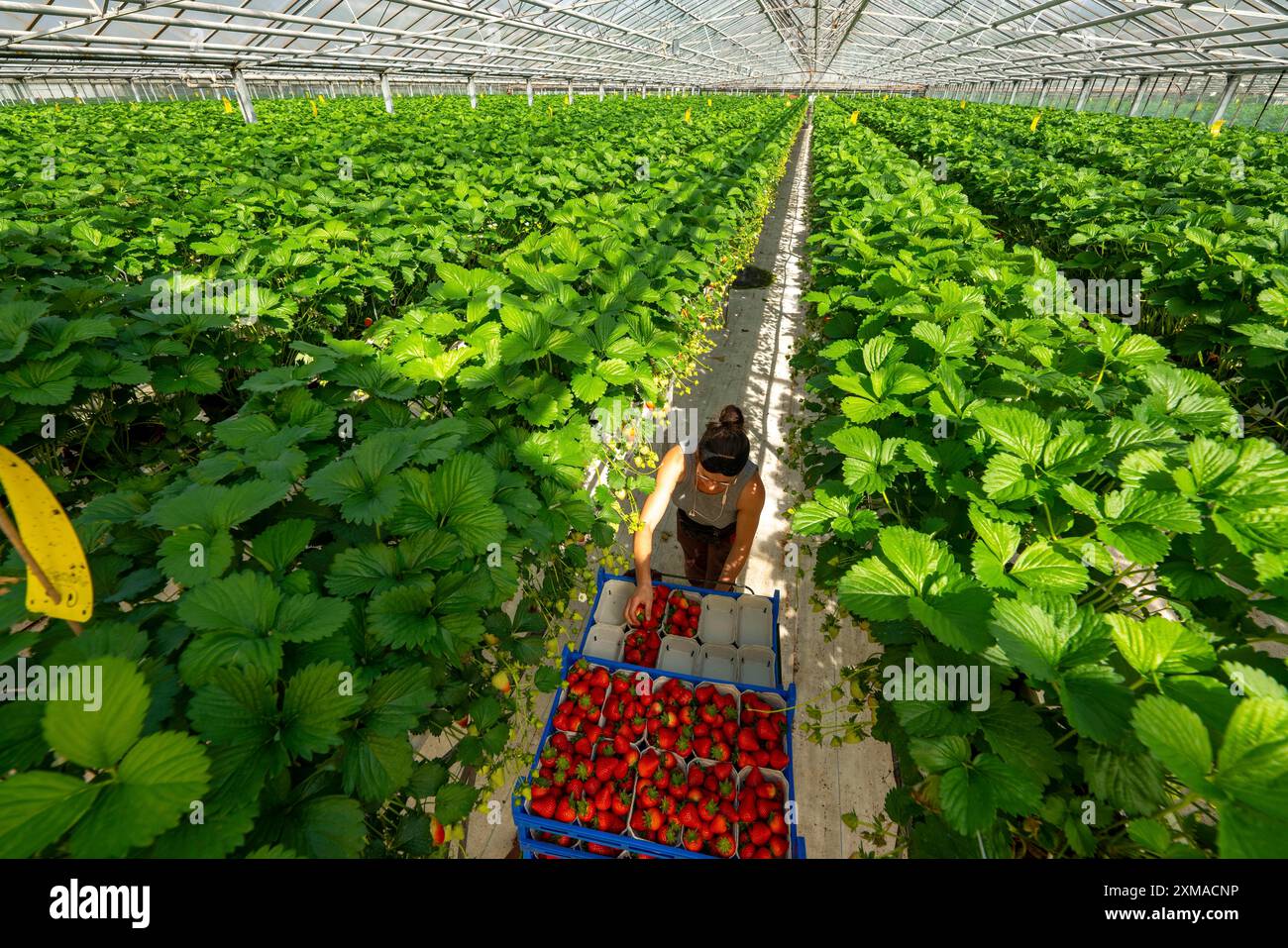 Harvesting strawberries, harvest helper, strawberry cultivation in the ...