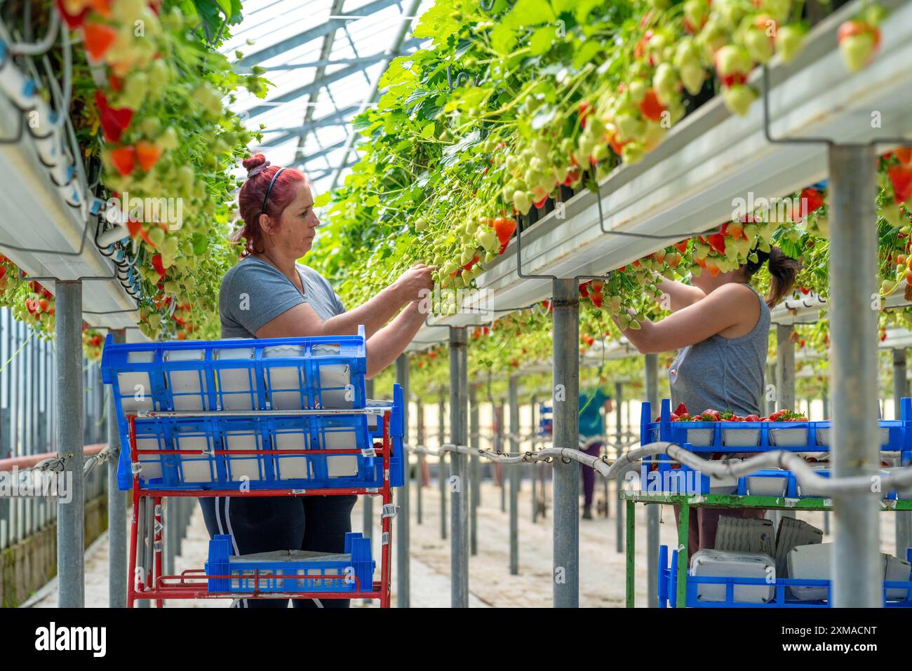 Harvesting strawberries, harvest helper, strawberry cultivation in the ...