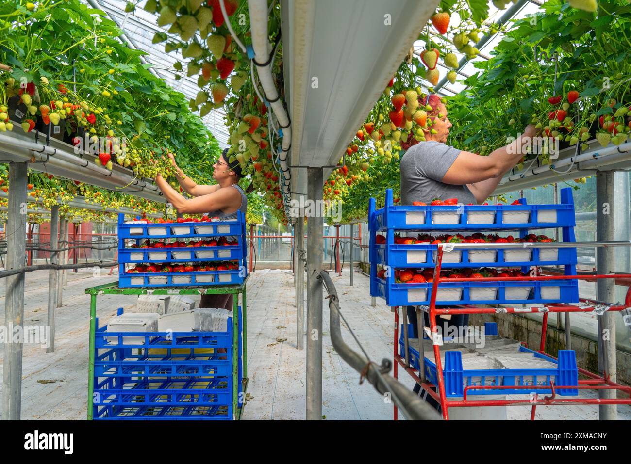 Harvesting strawberries, harvest helper, strawberry cultivation in the ...