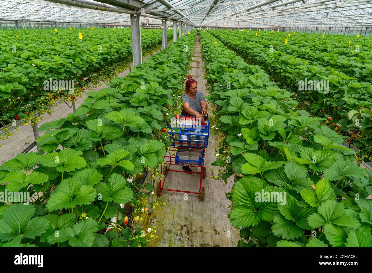 Harvesting strawberries, harvest helper, strawberry cultivation in the ...