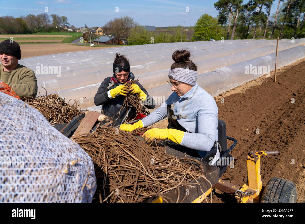 Asparagus farm, asparagus plant, planted in a field, with a planting ...
