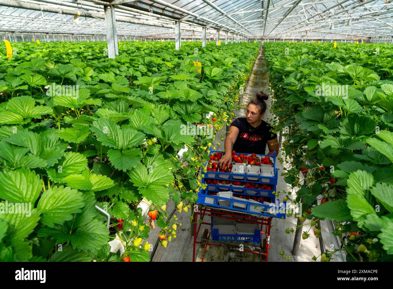 Harvesting strawberries, harvest helper, strawberry cultivation in the ...