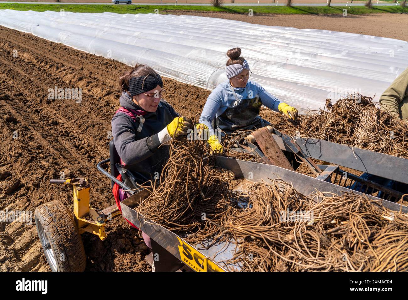 Asparagus farm, asparagus plant, planted in a field, with a planting ...