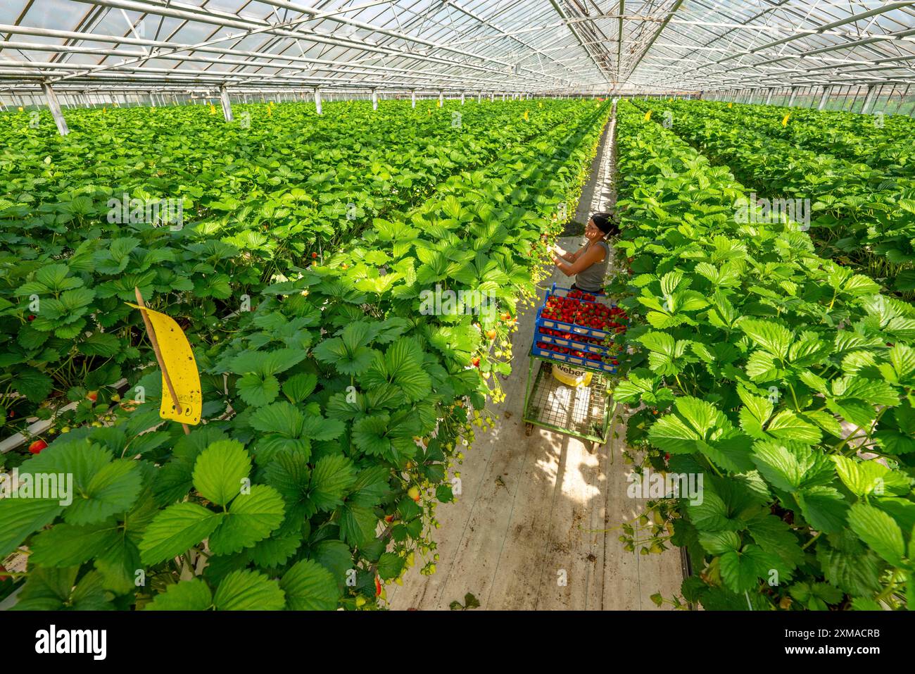 Harvesting strawberries, harvest helper, strawberry cultivation in the ...