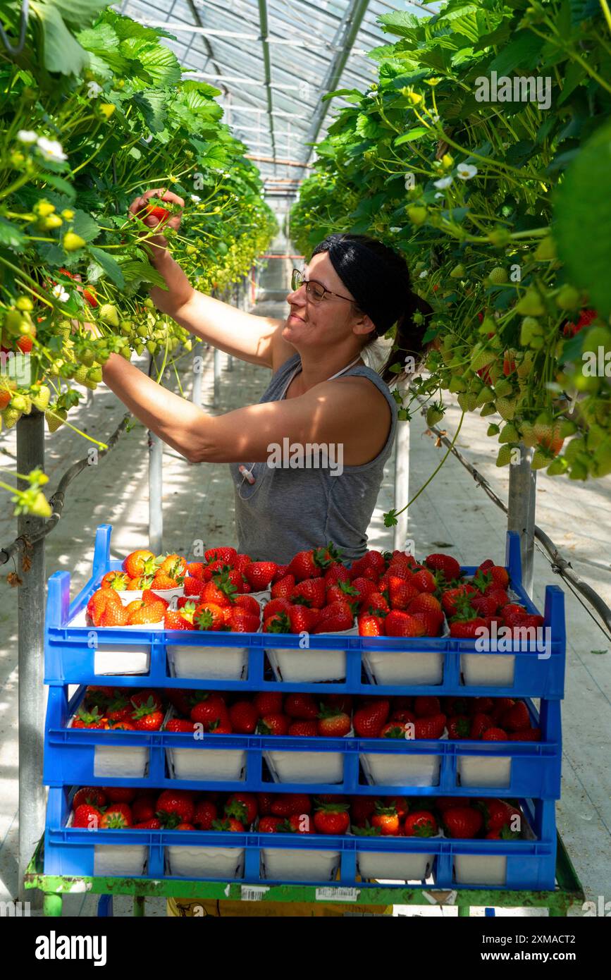 Harvesting strawberries, harvest helper, strawberry cultivation in the ...