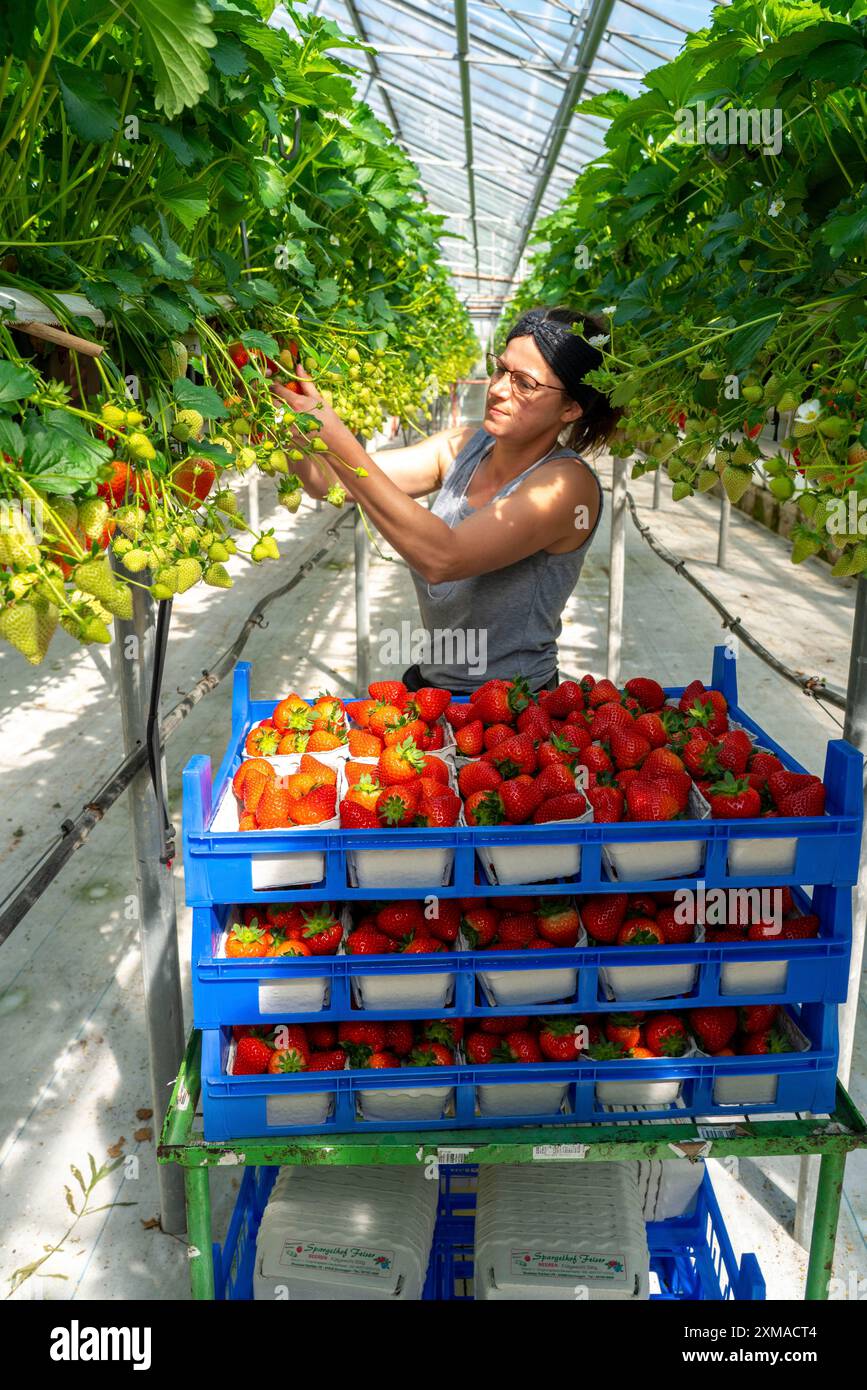 Harvesting strawberries, harvest helper, strawberry cultivation in the ...