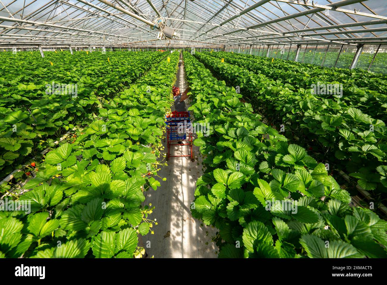 Harvesting strawberries, harvest helper, strawberry cultivation in the ...