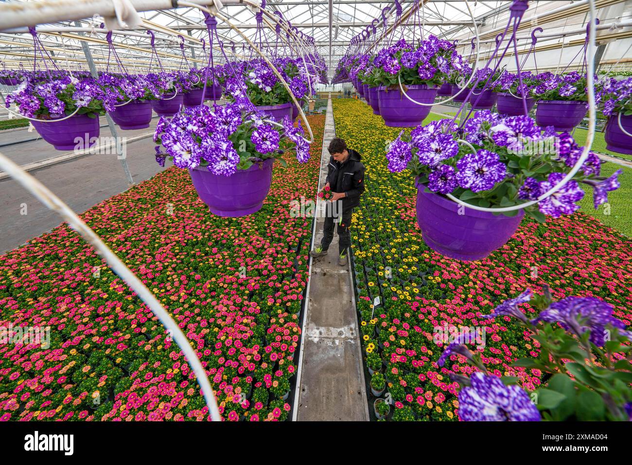 Horticulture company, flower pots, so-called petunia ampel, grow in a ...
