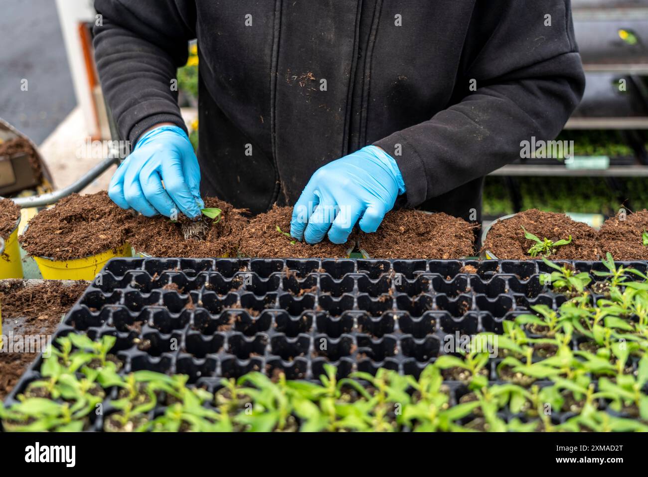 Horticultural business, greenhouse, young plants are potted, the ...