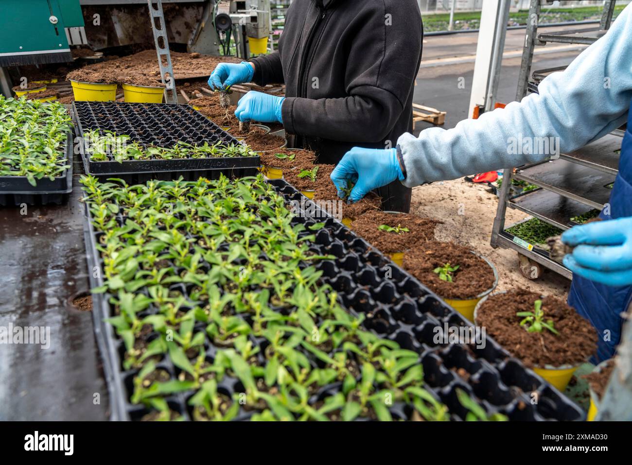 Horticultural business, greenhouse, young plants are potted, the ...