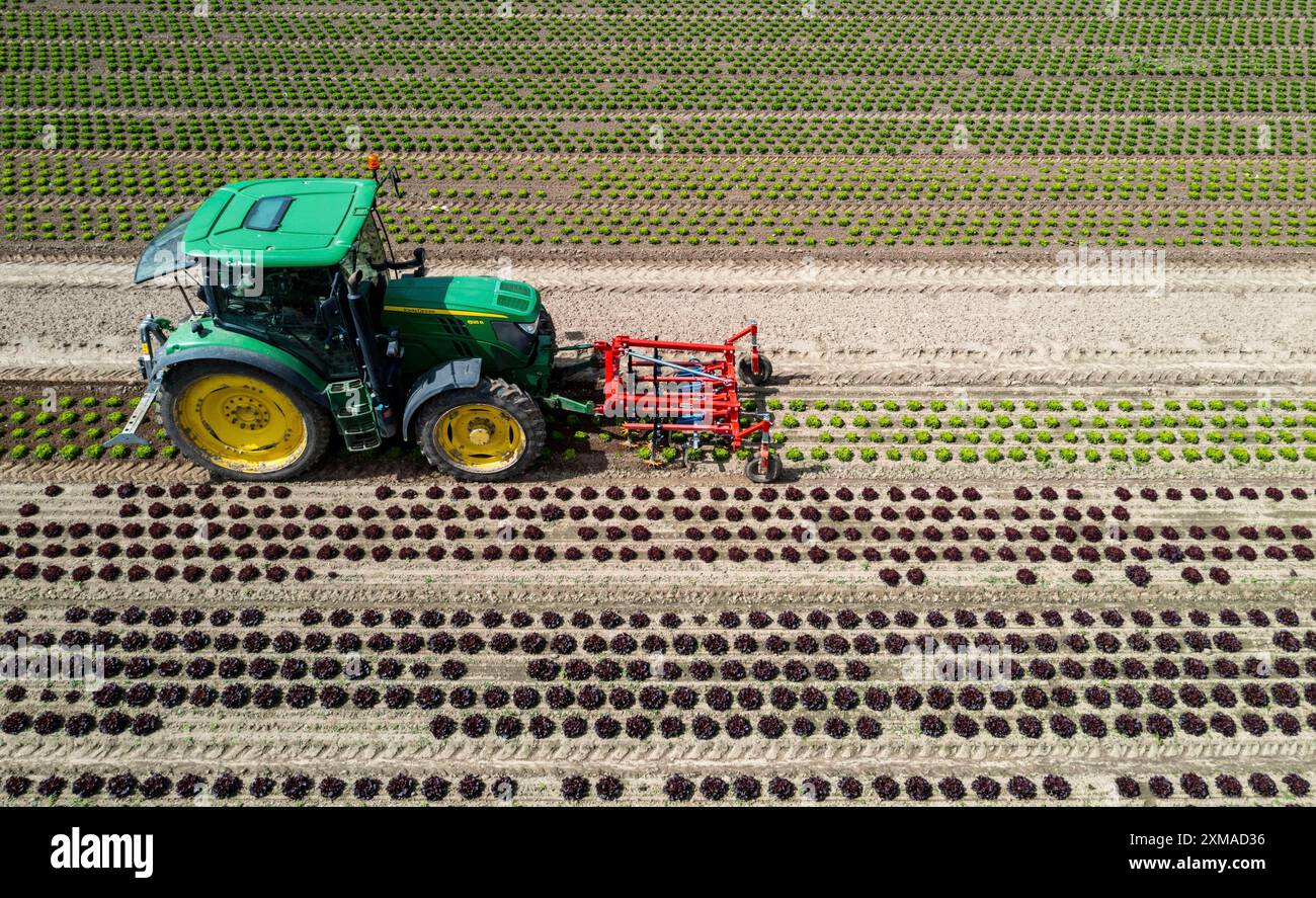 Farmer working a field with different heads of lettuce, in different ...